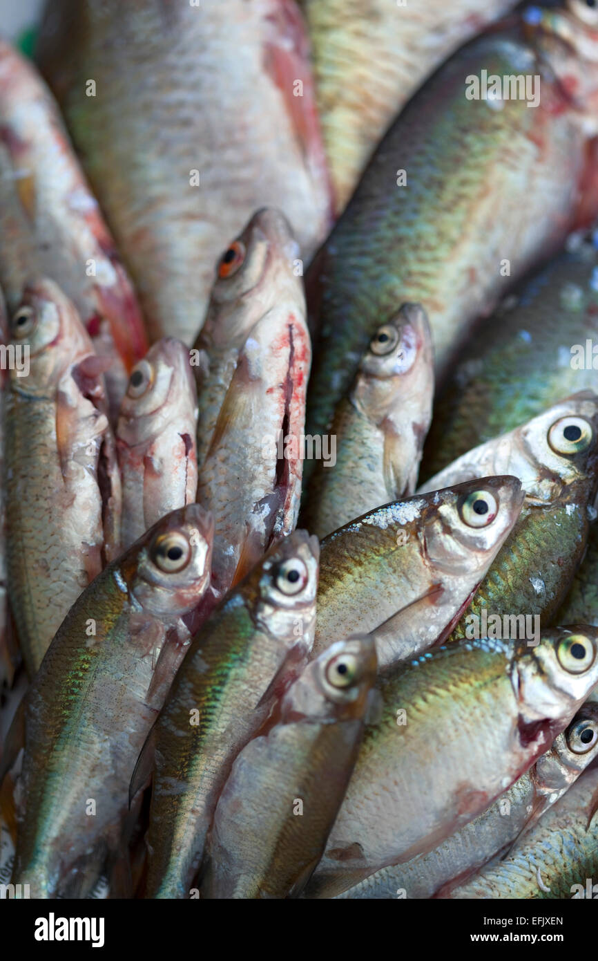 Lot of fishes on a market stall Stock Photo - Alamy