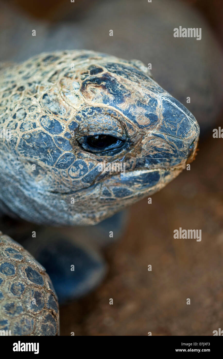 Turtle scale hi-res stock photography and images - Alamy