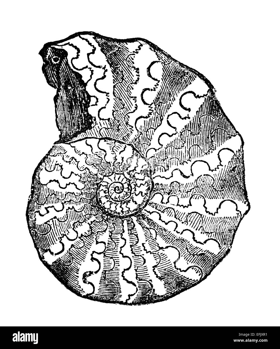 Ammonite illustration Cut Out Stock Images & Pictures - Alamy