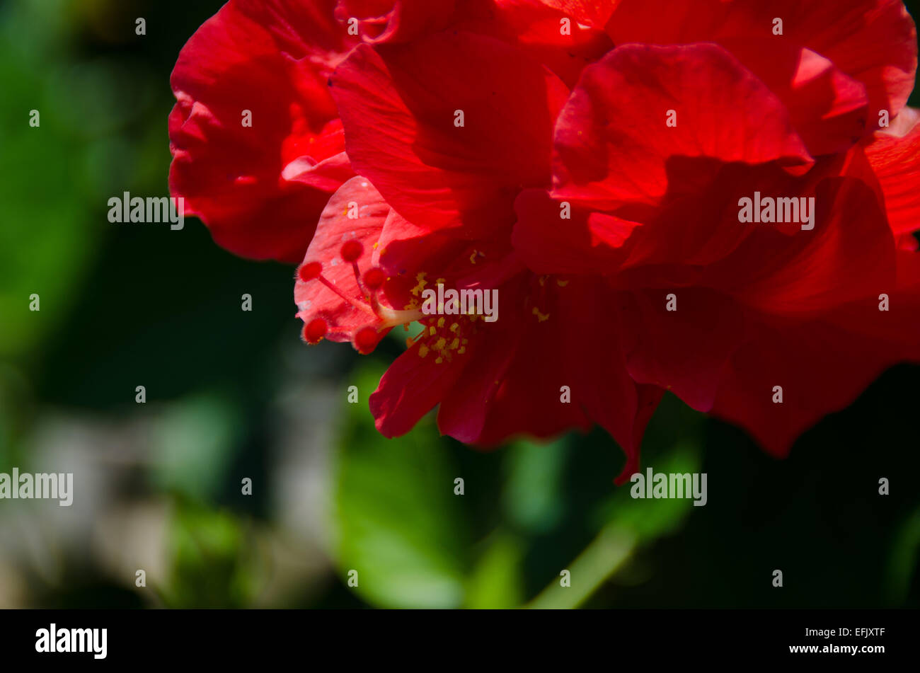 Edward flower hi-res stock photography and images - Alamy