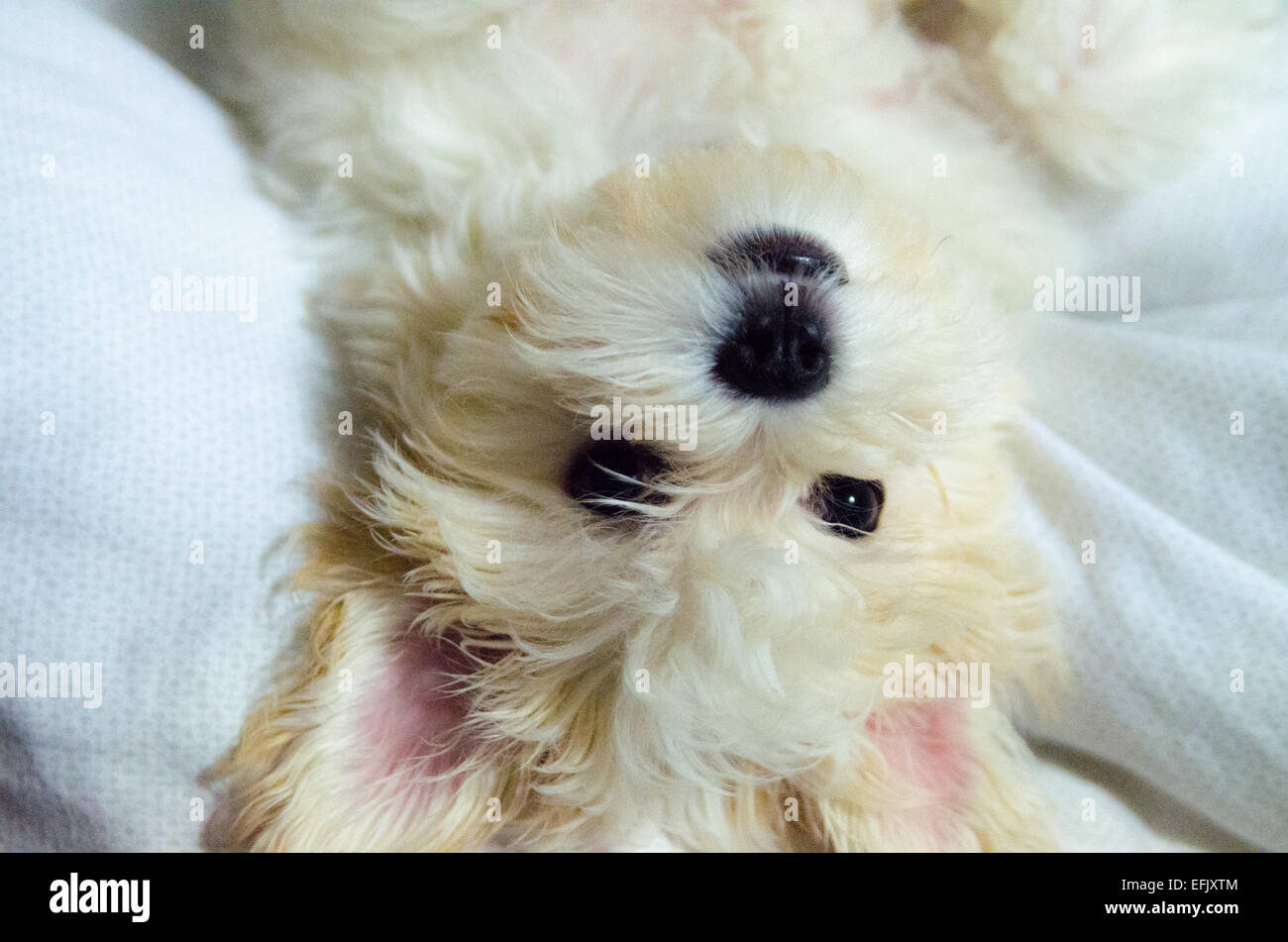 Maltese Poo puppy Stock Photo - Alamy
