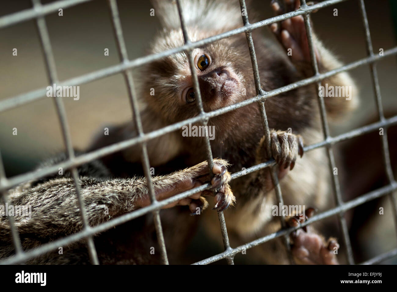 Monkey house zoo hi-res stock photography and images - Alamy