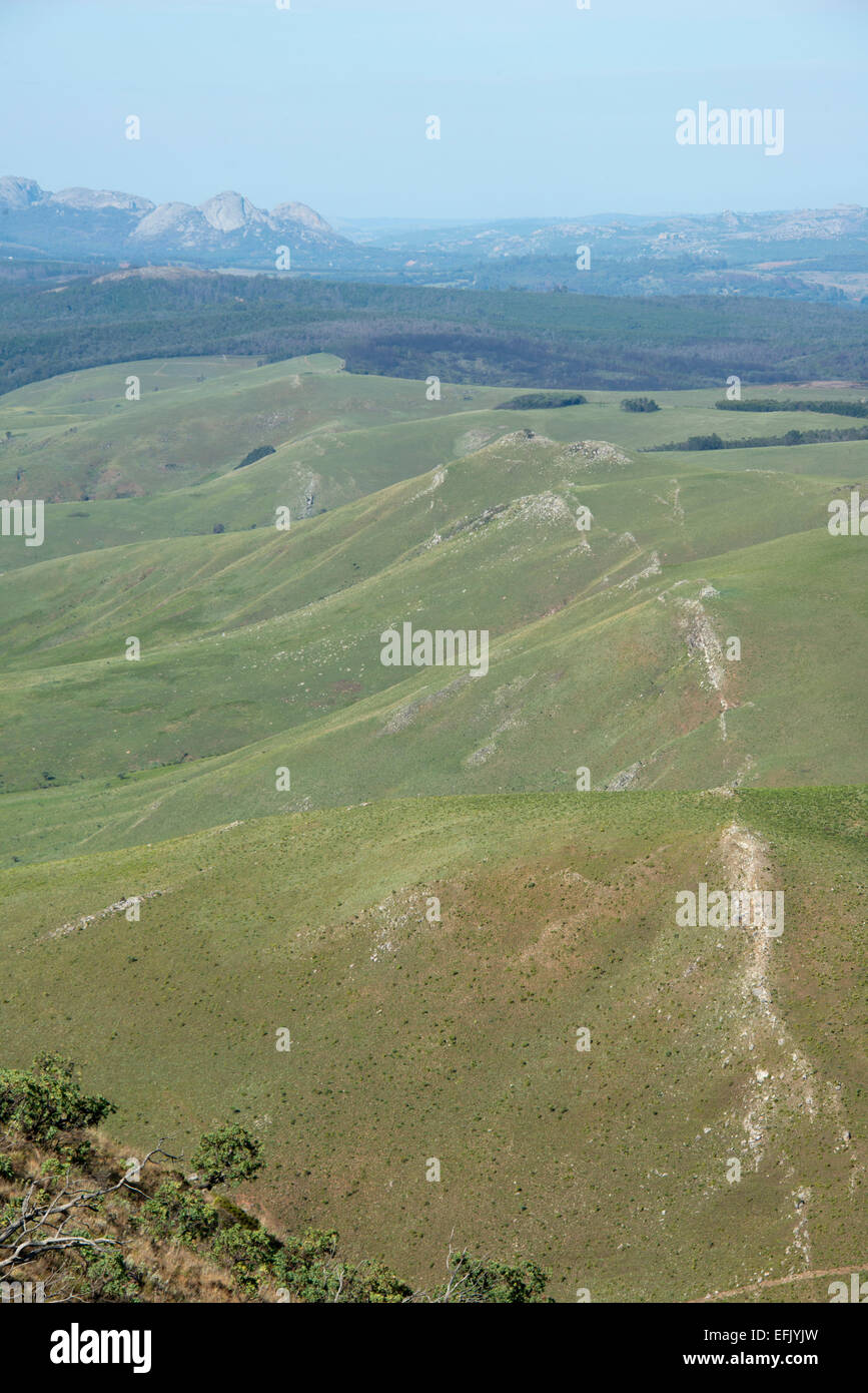 Msasa Trees High Resolution Stock Photography and Images - Alamy