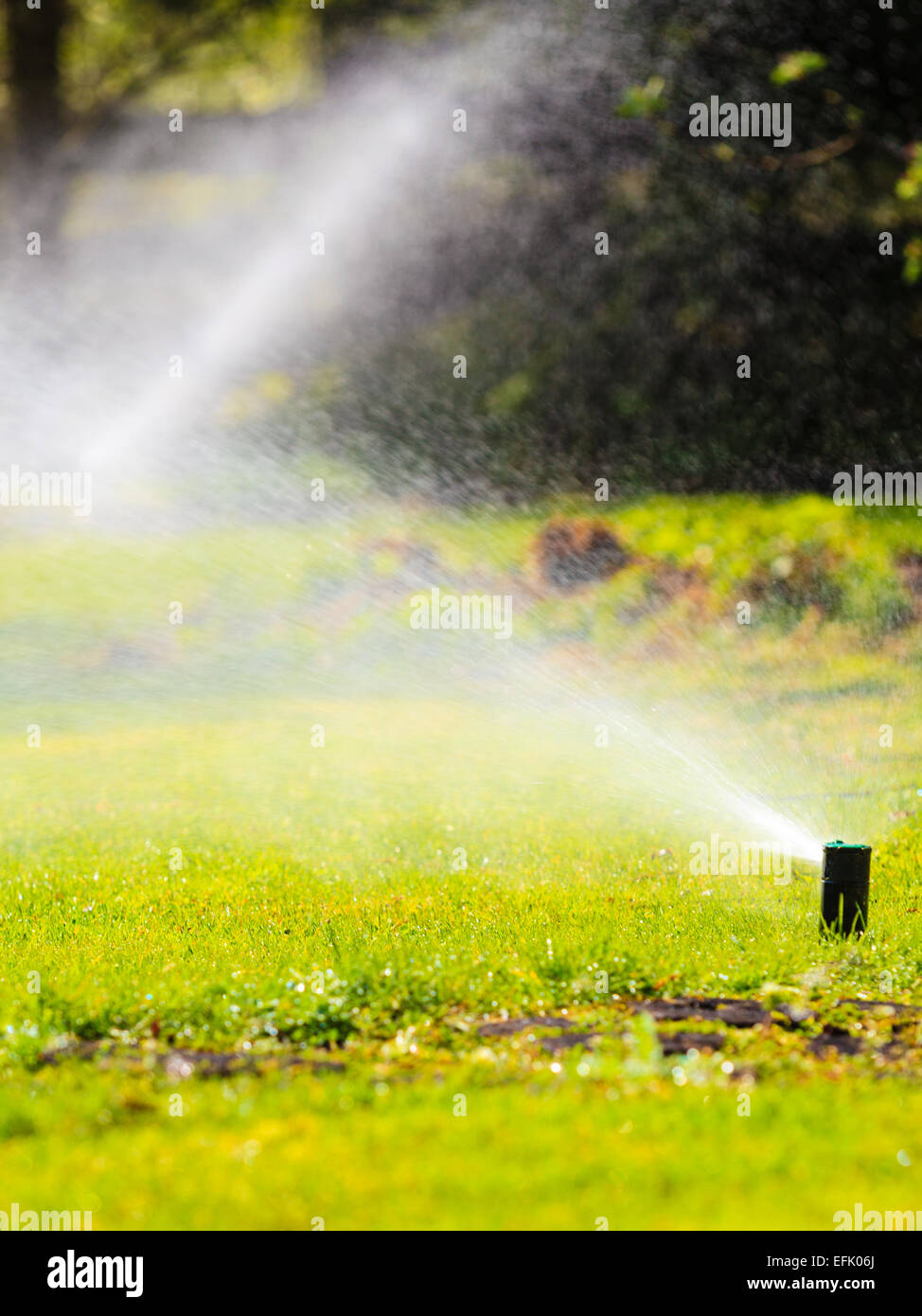 Gardening. Lawn sprinkler spraying water over green grass. Irrigation ...