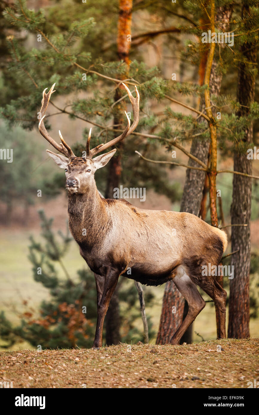Majestic powerful adult male red deer stag in autumn fall forest ...