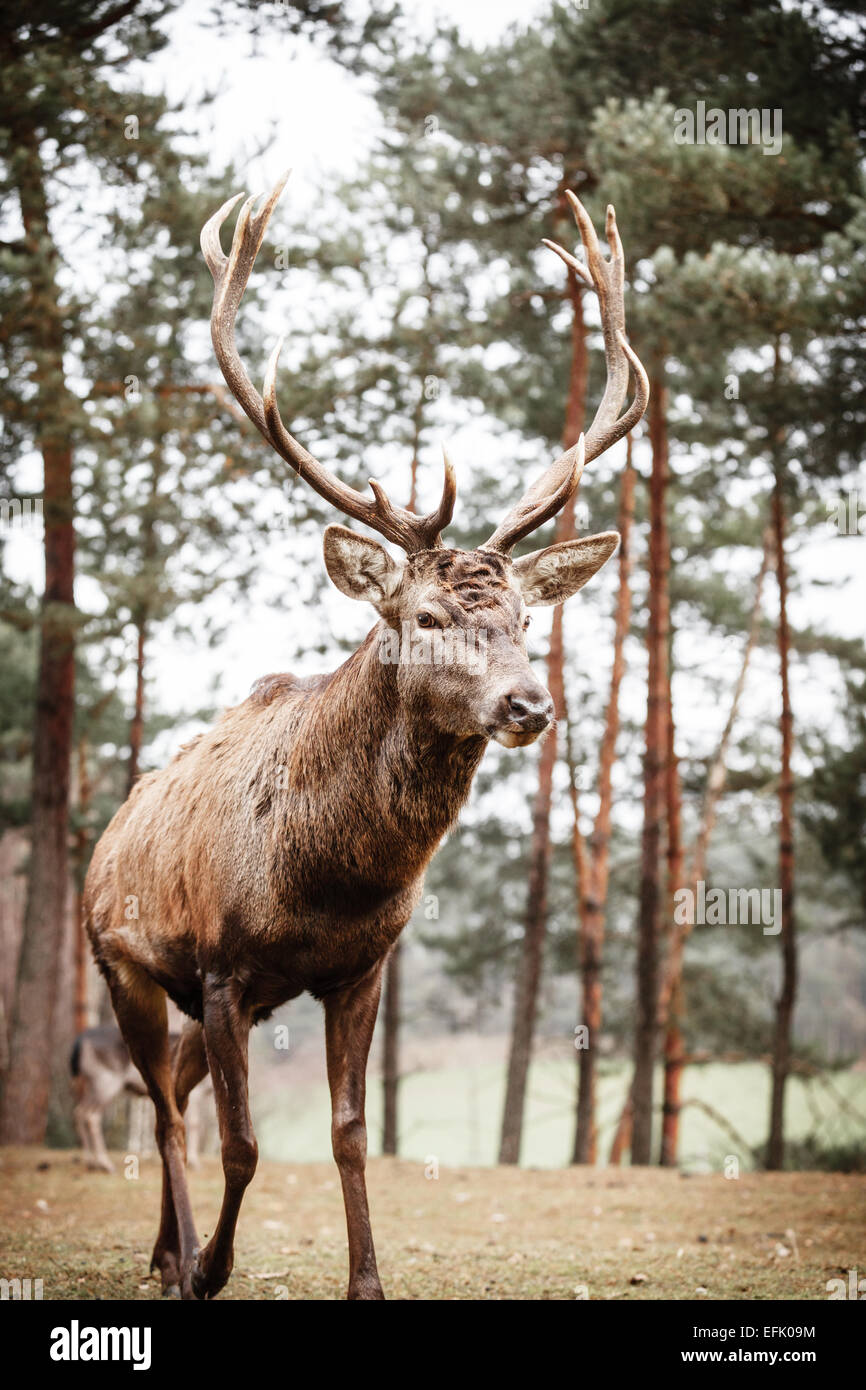 Majestic powerful adult male red deer stag in autumn fall forest ...