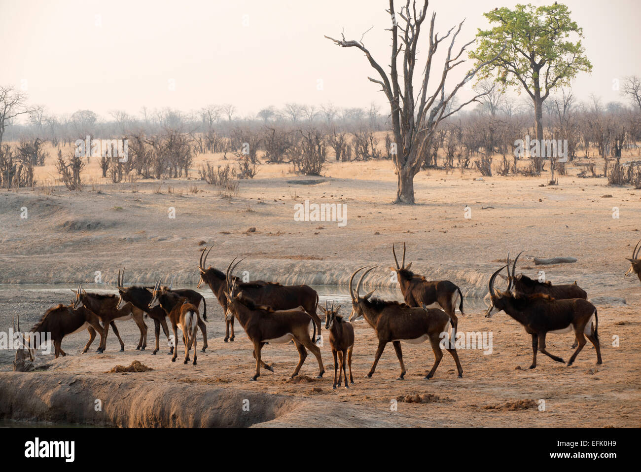 Southern sable hi-res stock photography and images - Alamy
