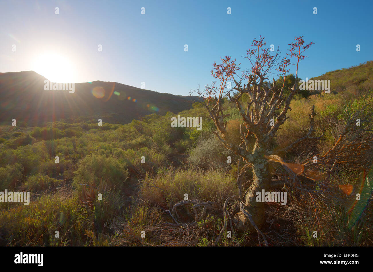 Fynbos biome hi-res stock photography and images - Alamy