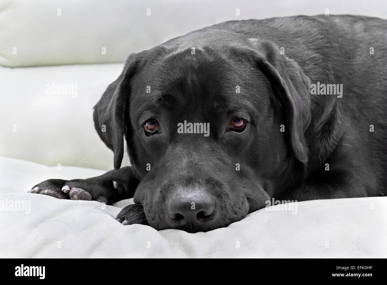image dog breed black labrador close up Stock Photo - Alamy