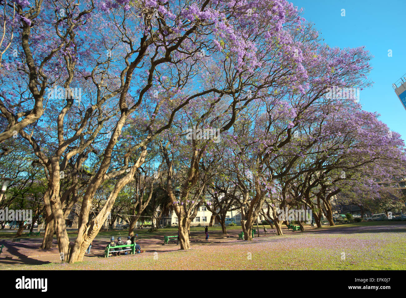 Jacarandas harare hi-res stock photography and images - Alamy