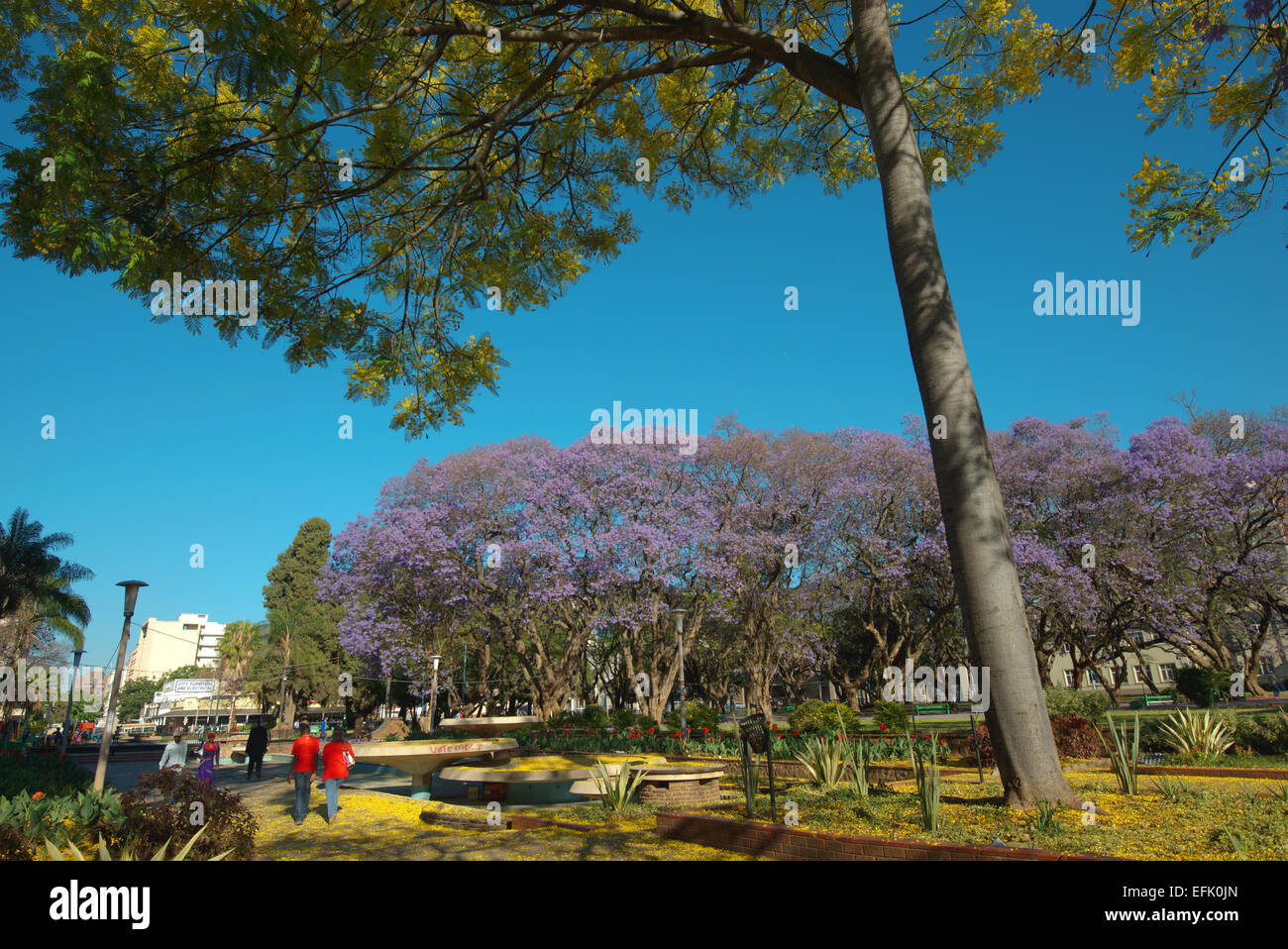 Harare jacaranda hi-res stock photography and images - Alamy