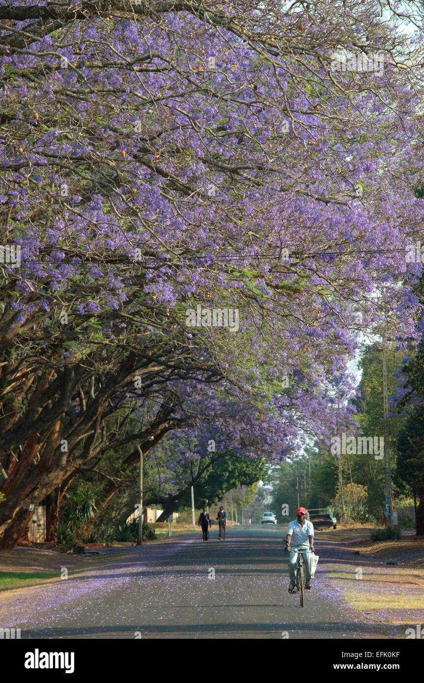 Harare jacaranda hi-res stock photography and images - Alamy