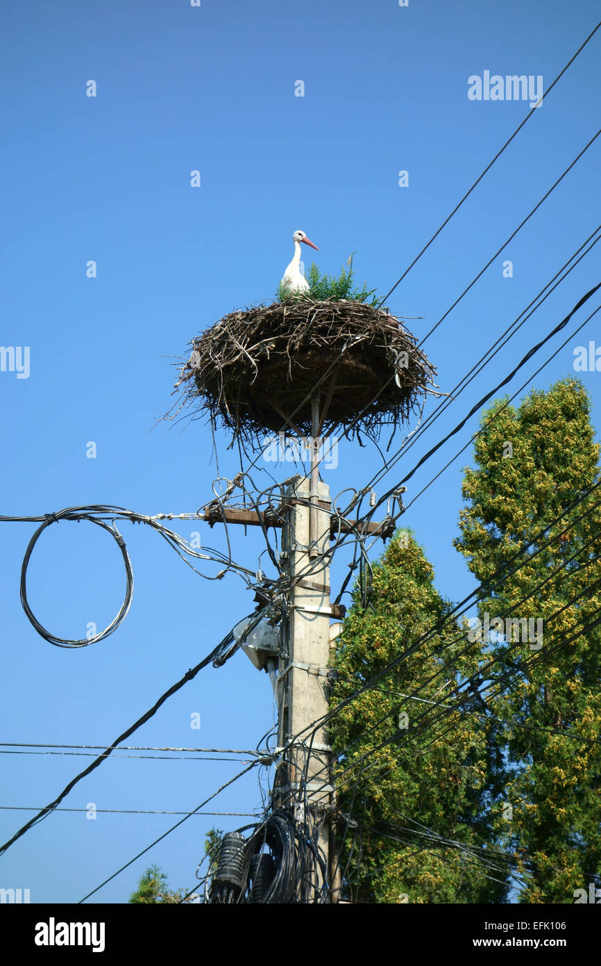 Stork nest on the electric power pole, Prejmer, Romania, Eastern Europe ...
