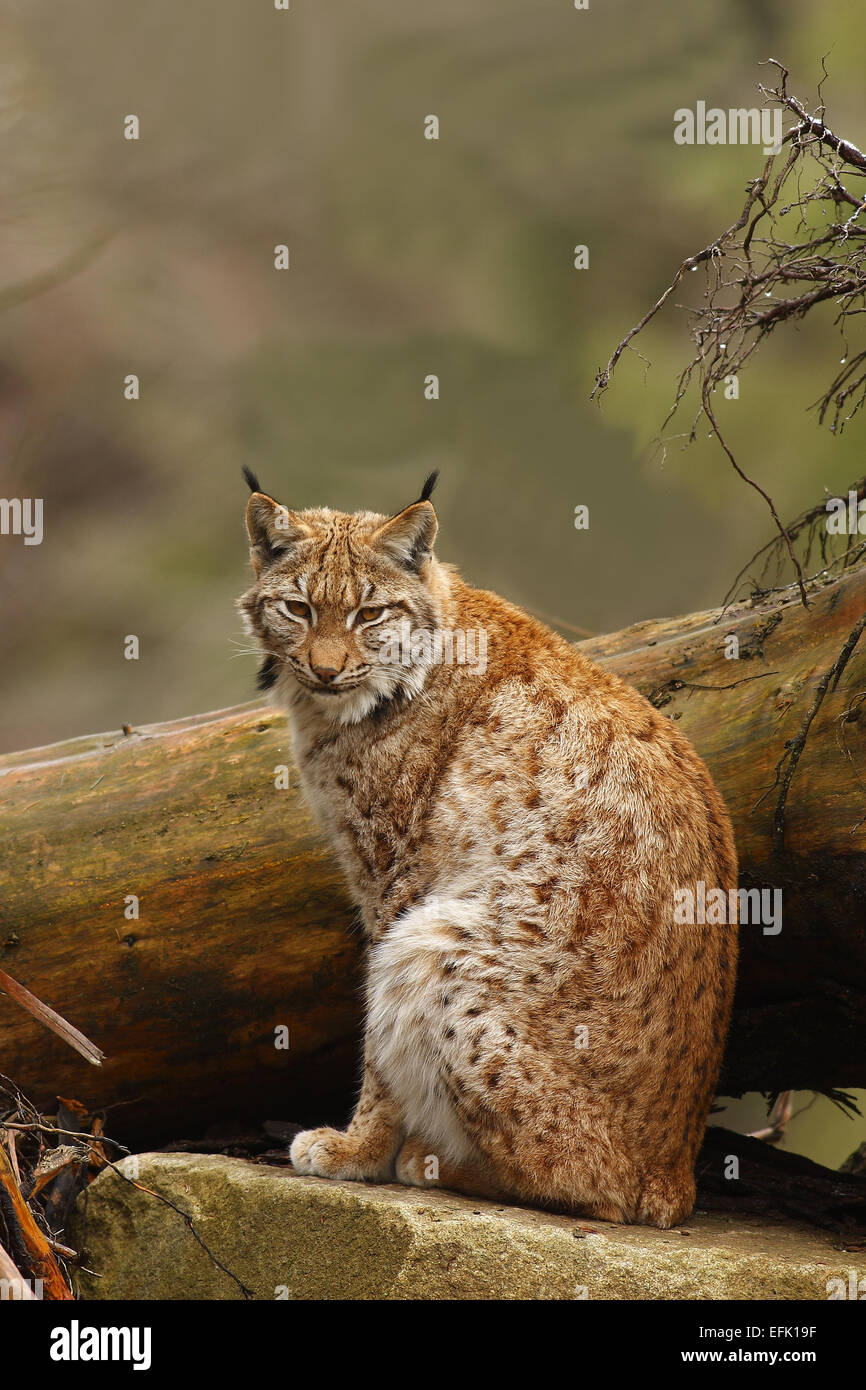European lynx / Eurasian lynx (Lynx lynx Stock Photo - Alamy