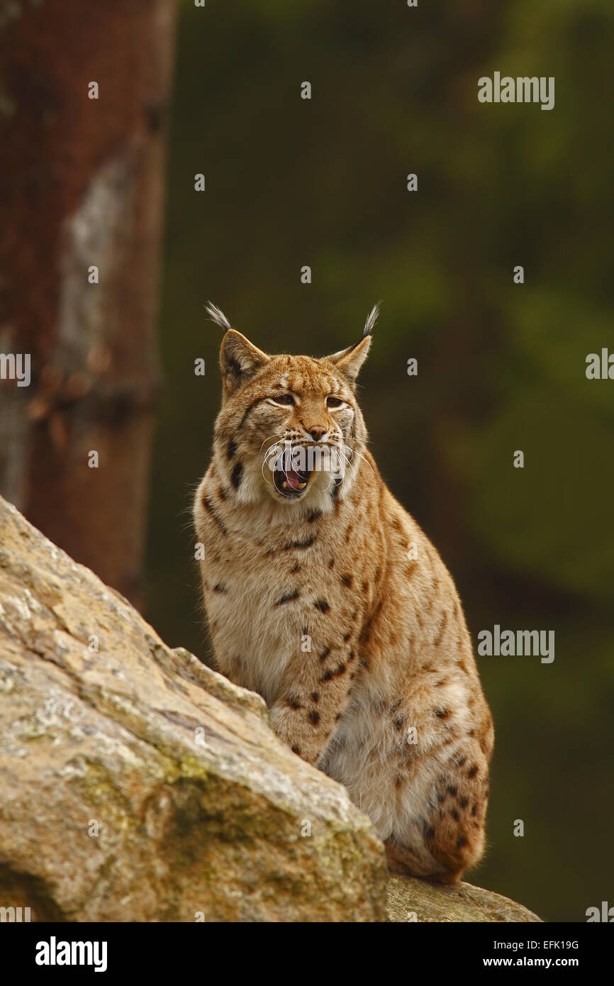 European lynx / Eurasian lynx (Lynx lynx Stock Photo - Alamy