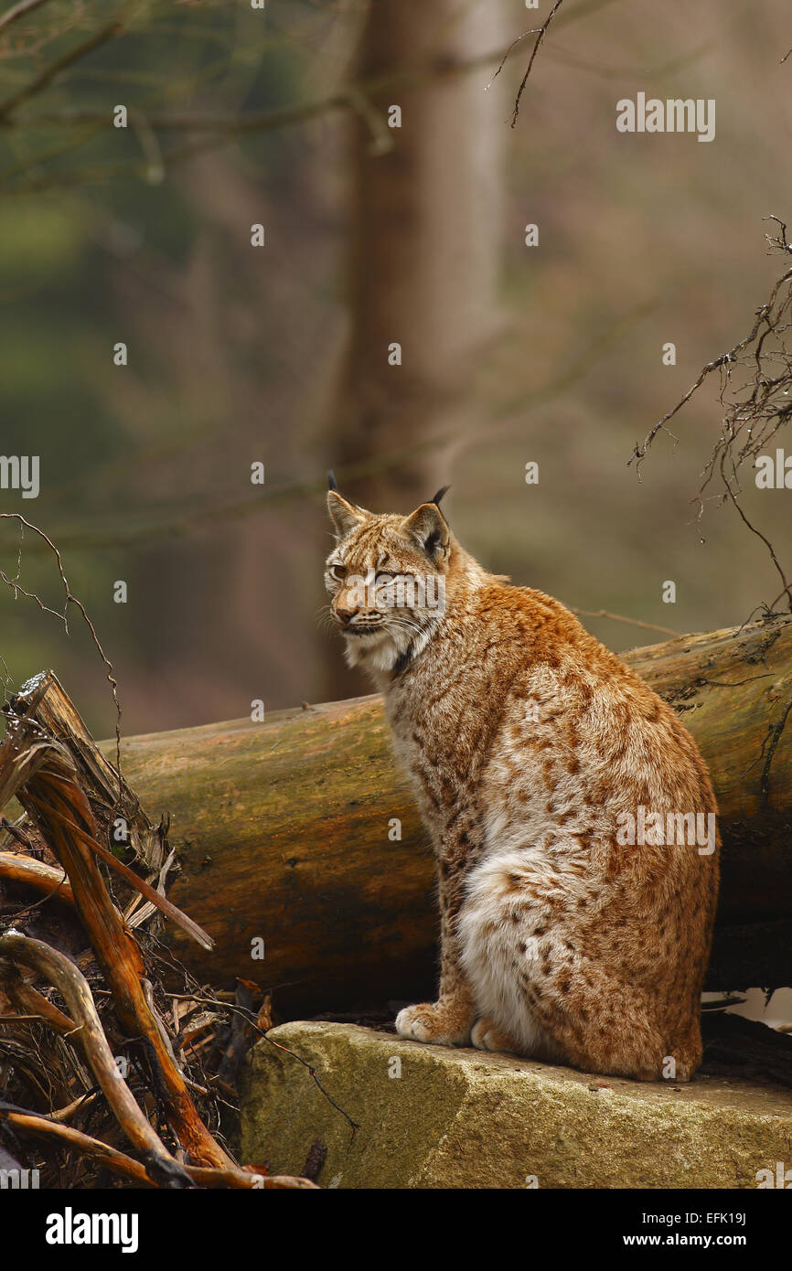European lynx / Eurasian lynx (Lynx lynx Stock Photo - Alamy