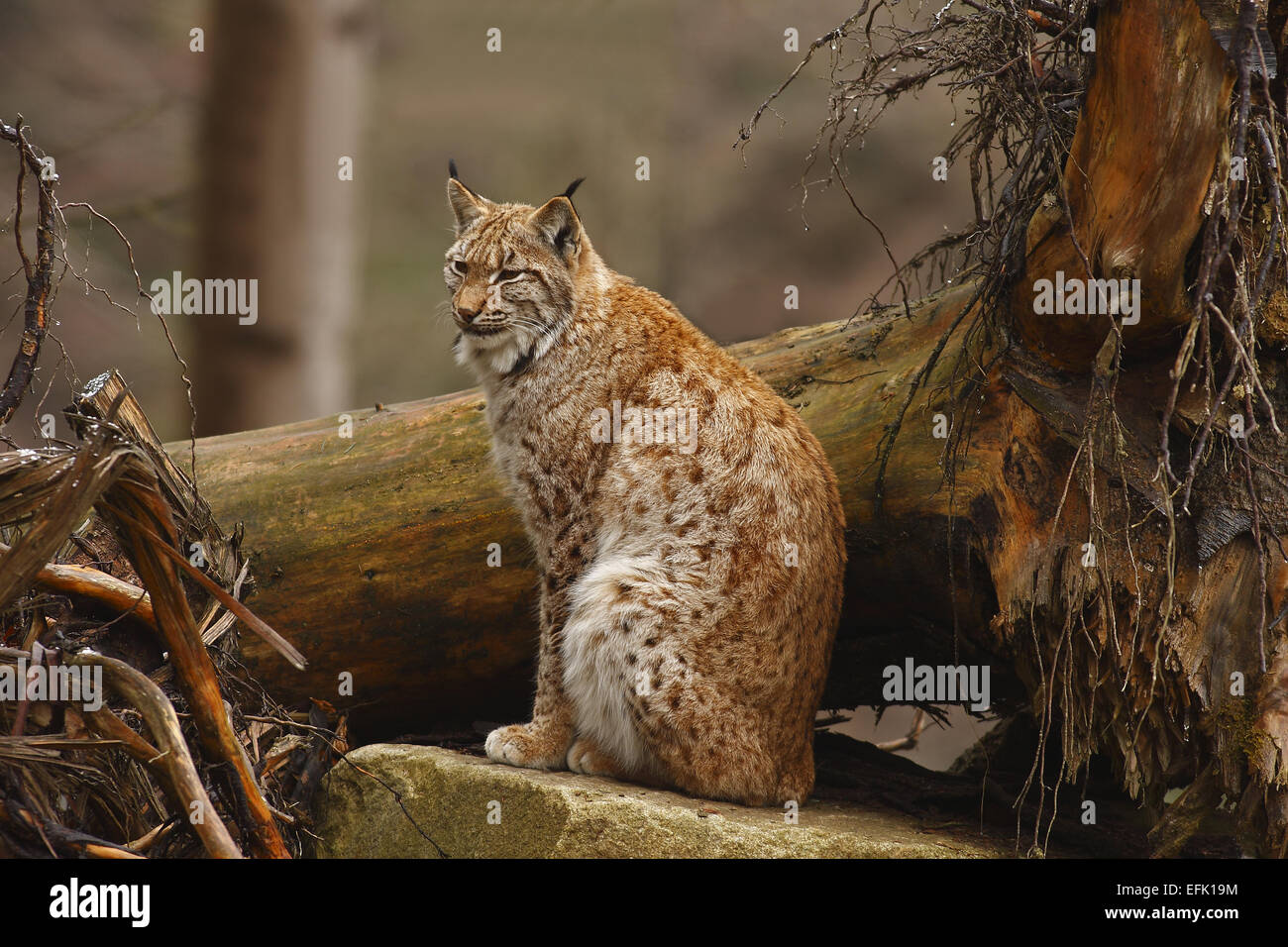 European lynx / Eurasian lynx (Lynx lynx Stock Photo - Alamy
