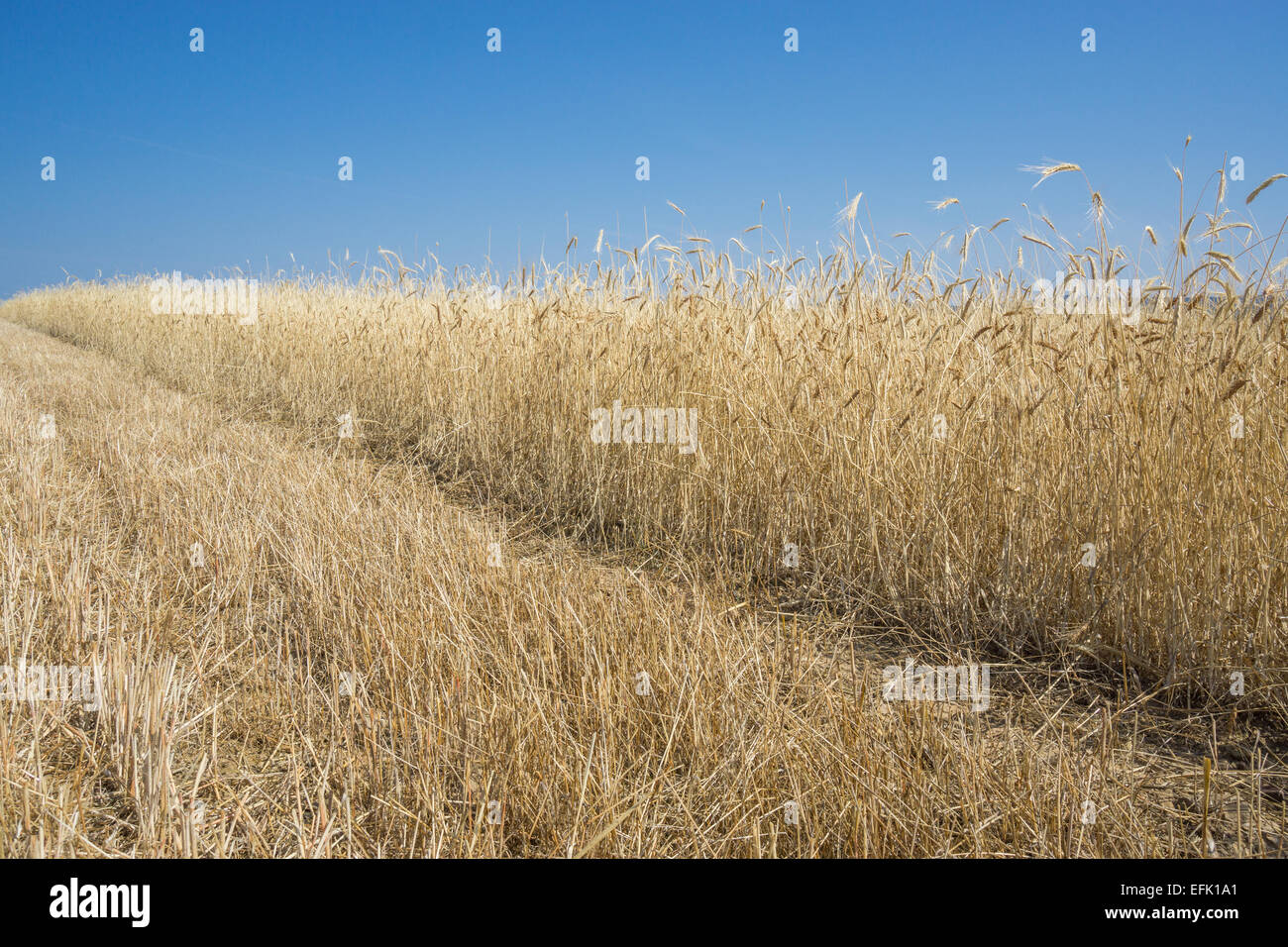 Side view of wheat field and blue sky Stock Photo - Alamy
