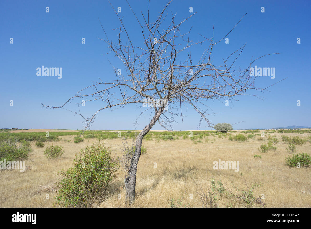 Dead acacia tree, isolated, blue sky Stock Photo - Alamy