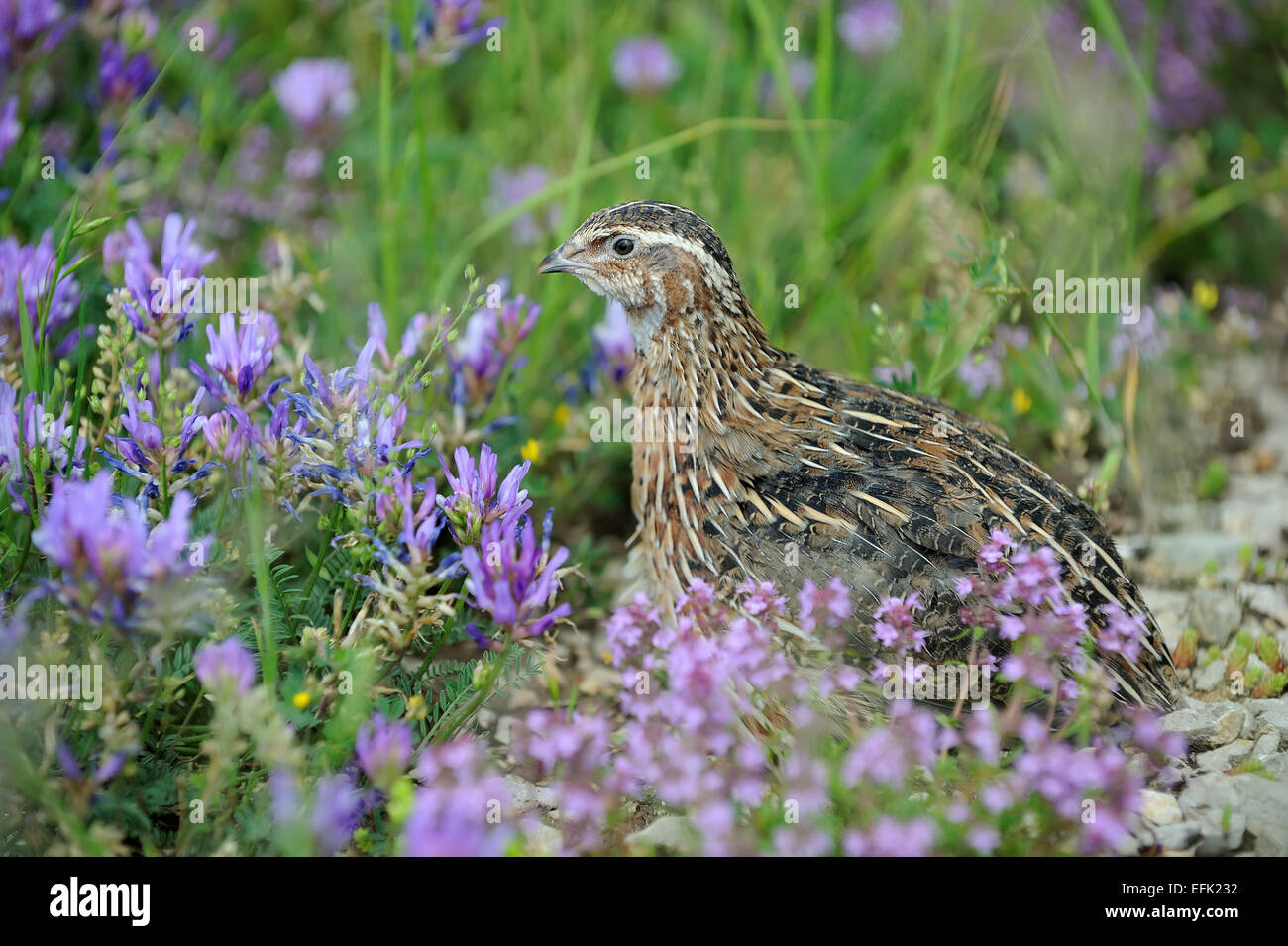 quail bird for hunting Stock Photo - Alamy