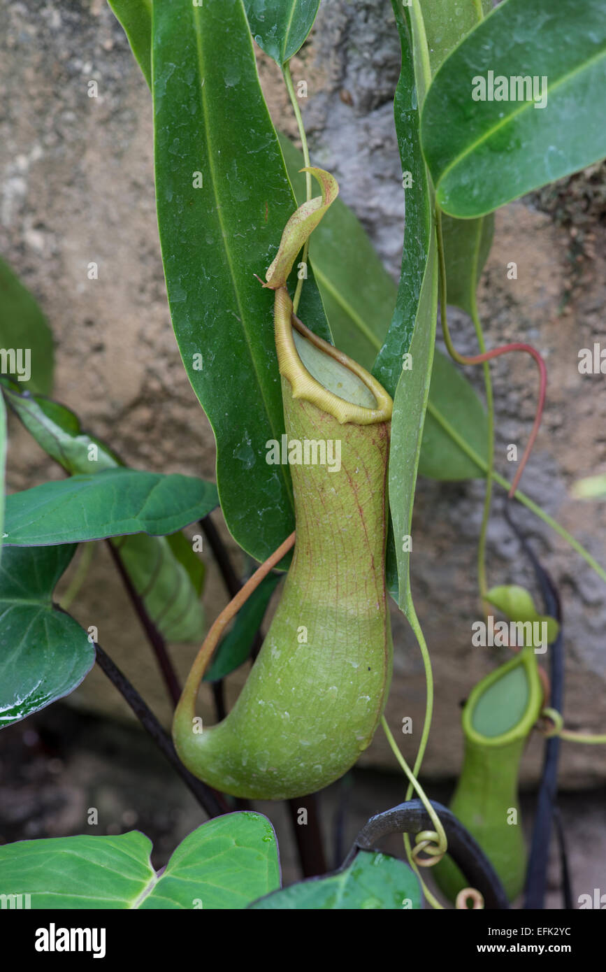 Pitcher Plant (Monkey Cup) Nepenthes alata. Botanic garden, UK Stock ...