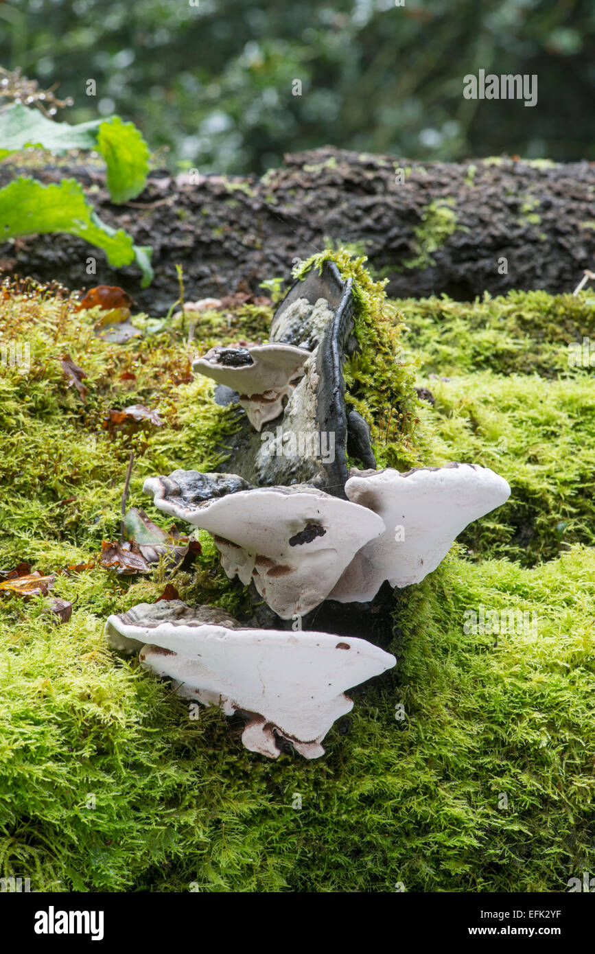 Southern Bracket Fungus: Ganoderma australe. New specimen growing at ...