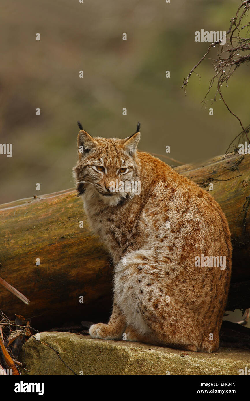 European lynx / Eurasian lynx (Lynx lynx Stock Photo - Alamy