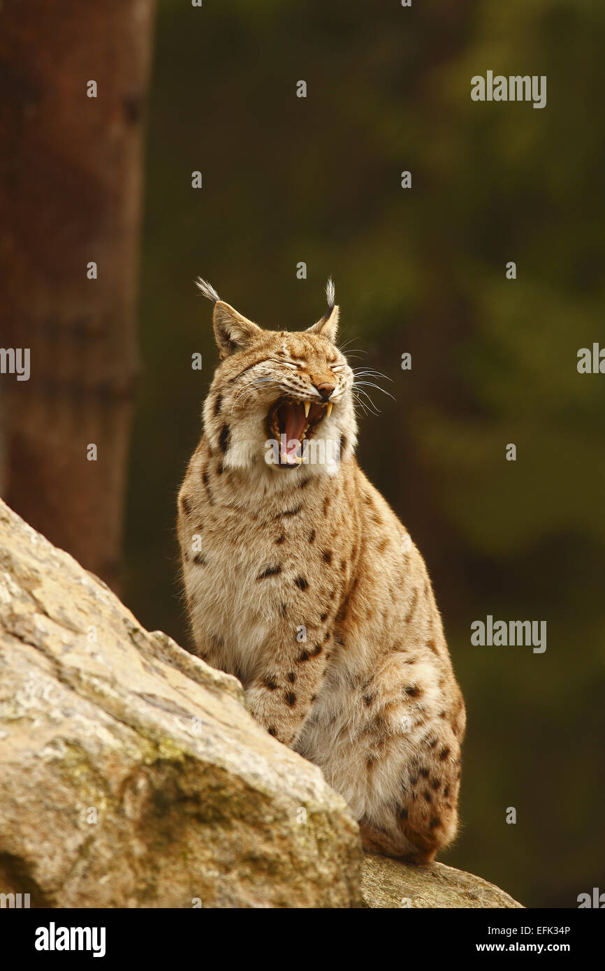 European lynx / Eurasian lynx (Lynx lynx Stock Photo - Alamy
