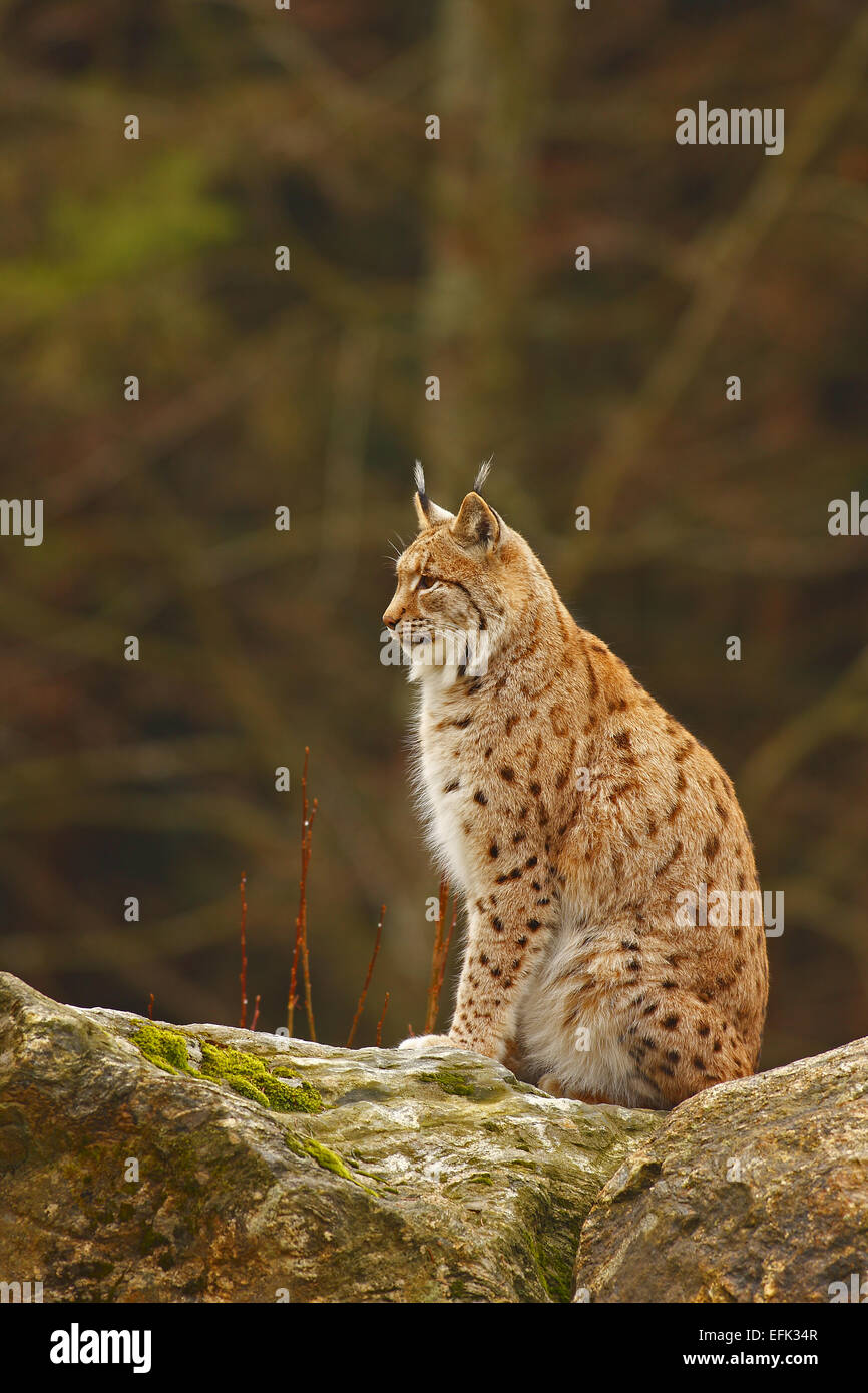 European lynx / Eurasian lynx (Lynx lynx Stock Photo - Alamy