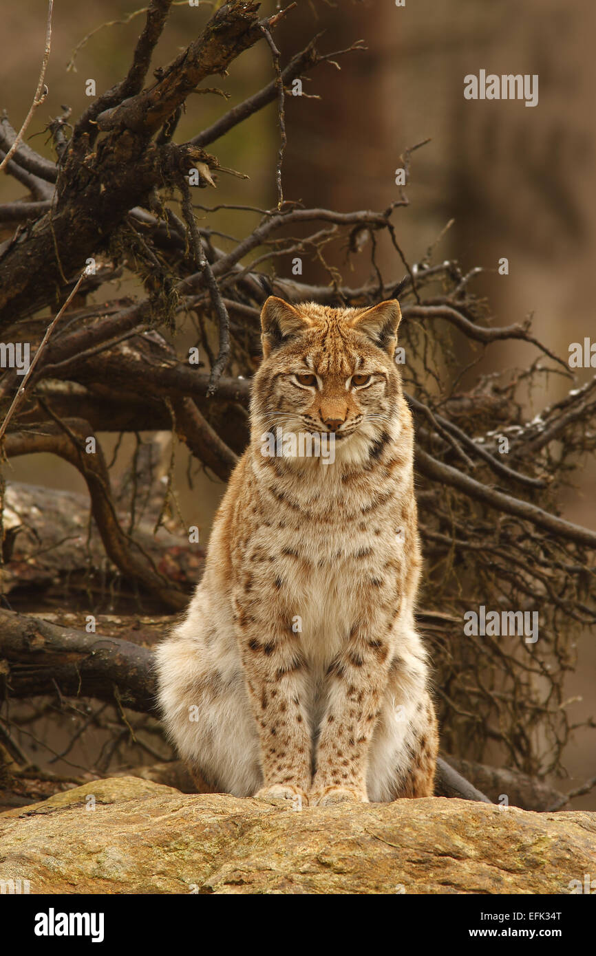 European lynx / Eurasian lynx (Lynx lynx Stock Photo - Alamy