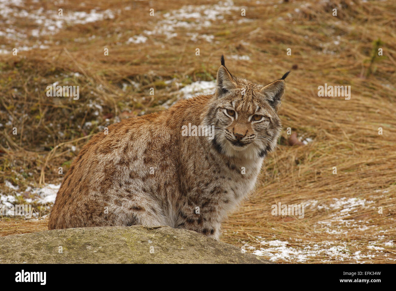 European lynx / Eurasian lynx (Lynx lynx Stock Photo - Alamy