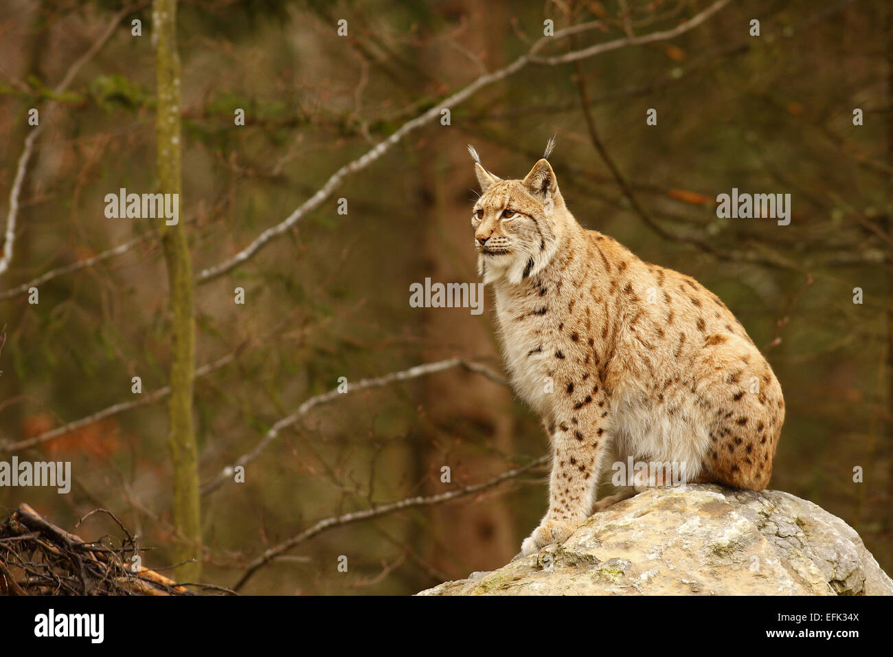 European lynx / Eurasian lynx (Lynx lynx Stock Photo - Alamy