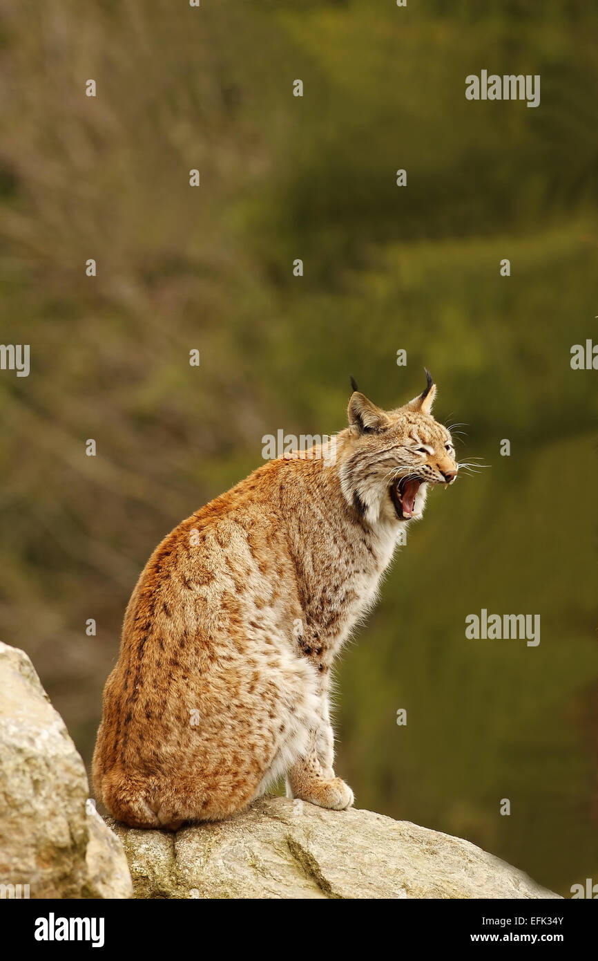 European lynx / Eurasian lynx (Lynx lynx Stock Photo - Alamy