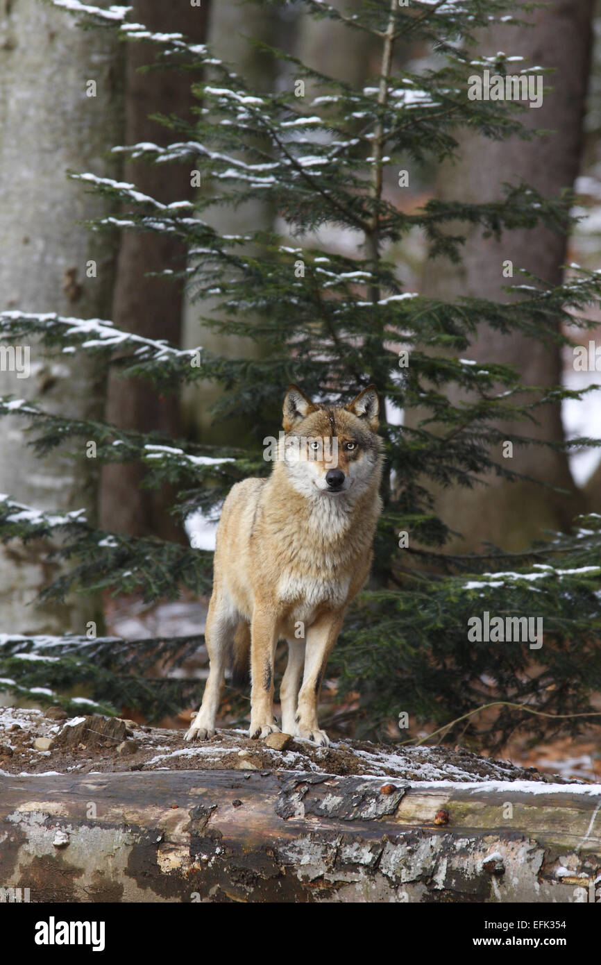 European Wolf, Canis Lupus, Europe Stock Photo - Alamy