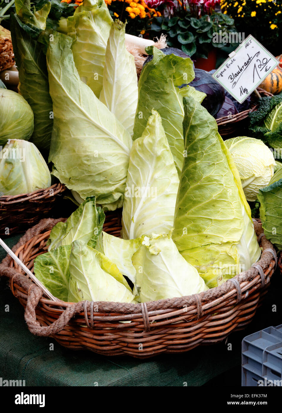 Very large massive big vegetables at the farmers market in Arlen ...