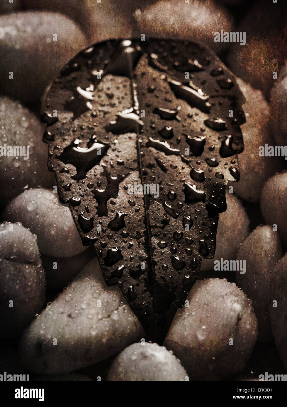 Dark leaf with raindrops on stones Stock Photo - Alamy