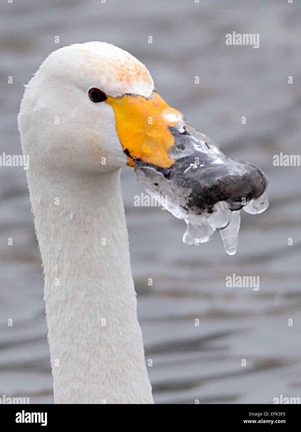 Korla, Xinjiang, China. 04th Feb, 2015. A swan's mouth being frozen and ...
