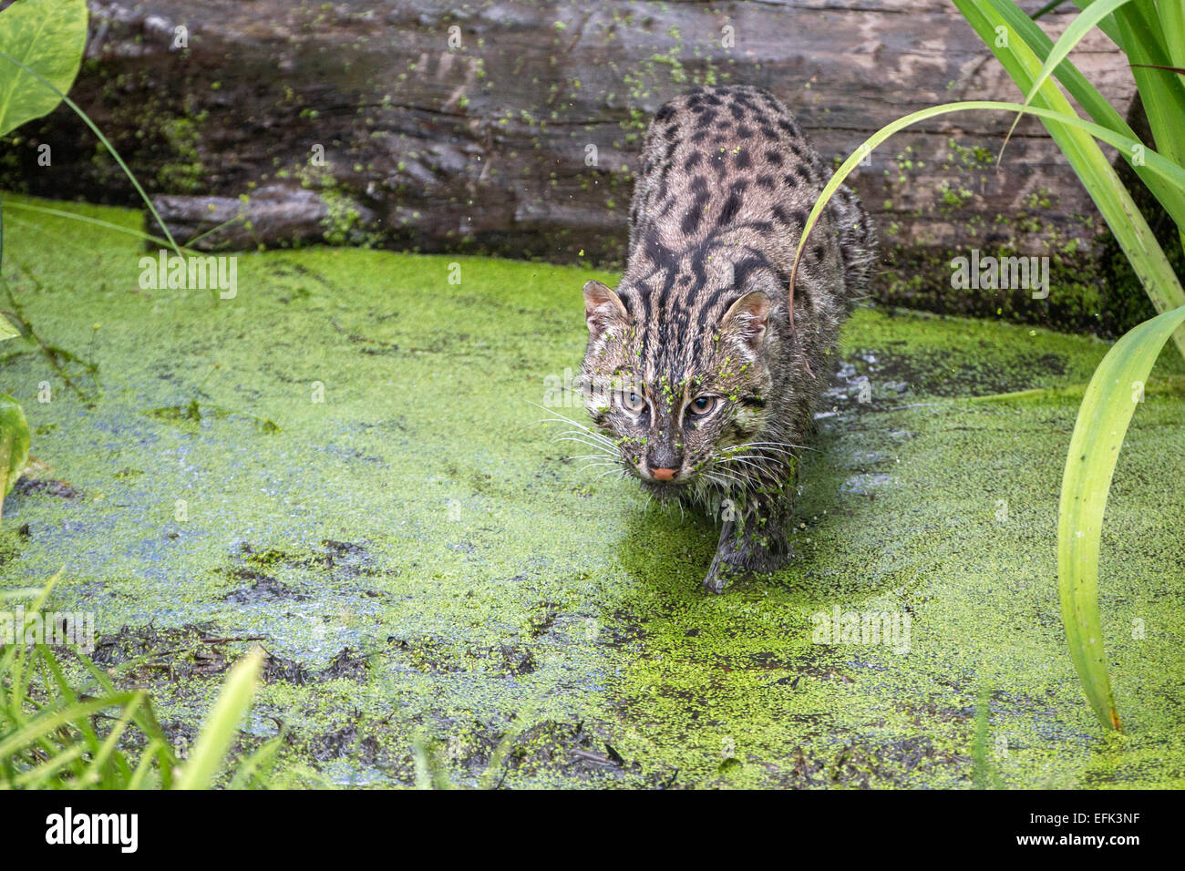 Fishing cat prionailurus viverrinus hi-res stock photography and images ...