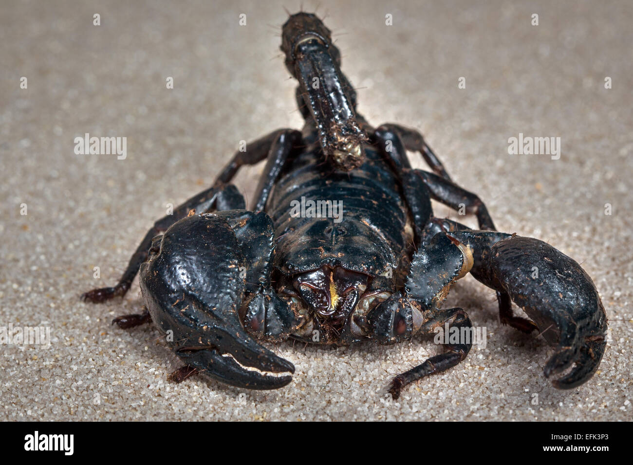 Emperor Scorpion Face