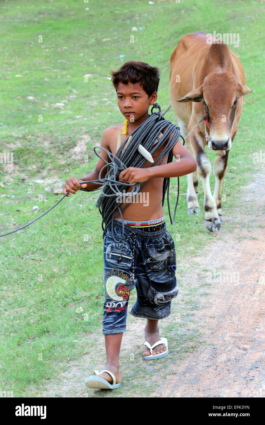 Young herdsman boy with rope over his shoulder leading a cattle cow ...