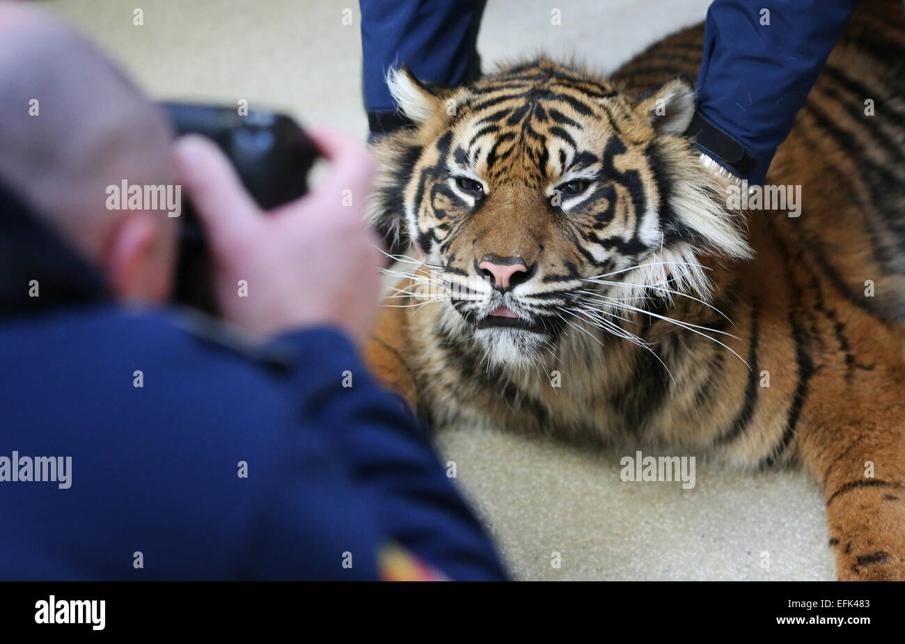 Two year old tiger hi-res stock photography and images - Alamy