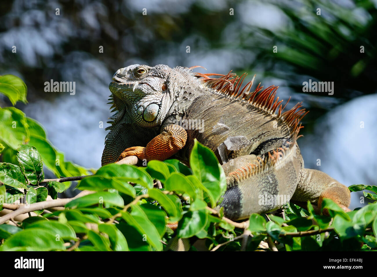 Green iguana iguana iguana male hi-res stock photography and images - Alamy