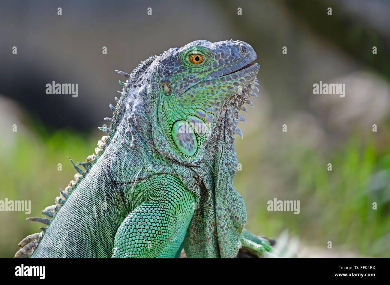 Female Green Iguana (Iguana iguana), standing on tree branch Stock ...