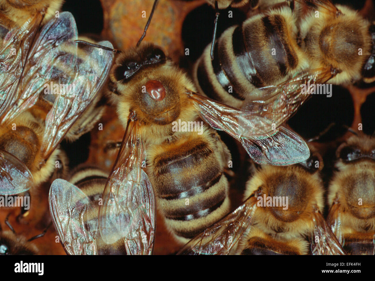 An Varroa mite on a honey be. The varroa mite (Varroa destructor) is a ...