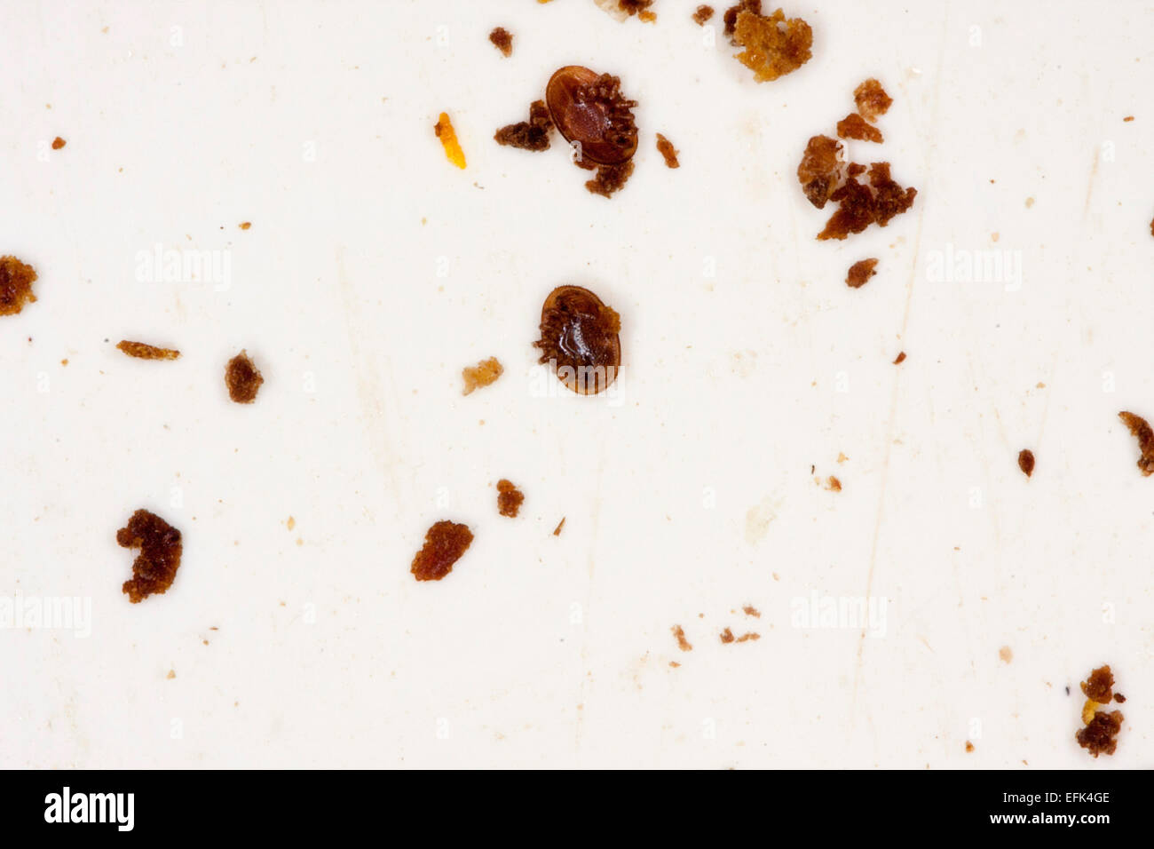 An Varroa mite on control pad. The varroa mite (Varroa destructor) is a ...