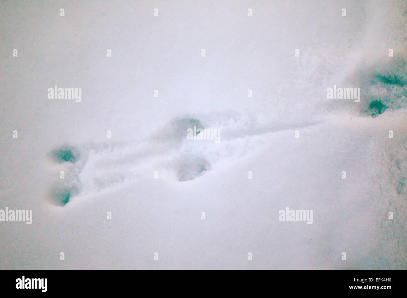 Mouse tracks in the snow hi-res stock photography and images - Alamy