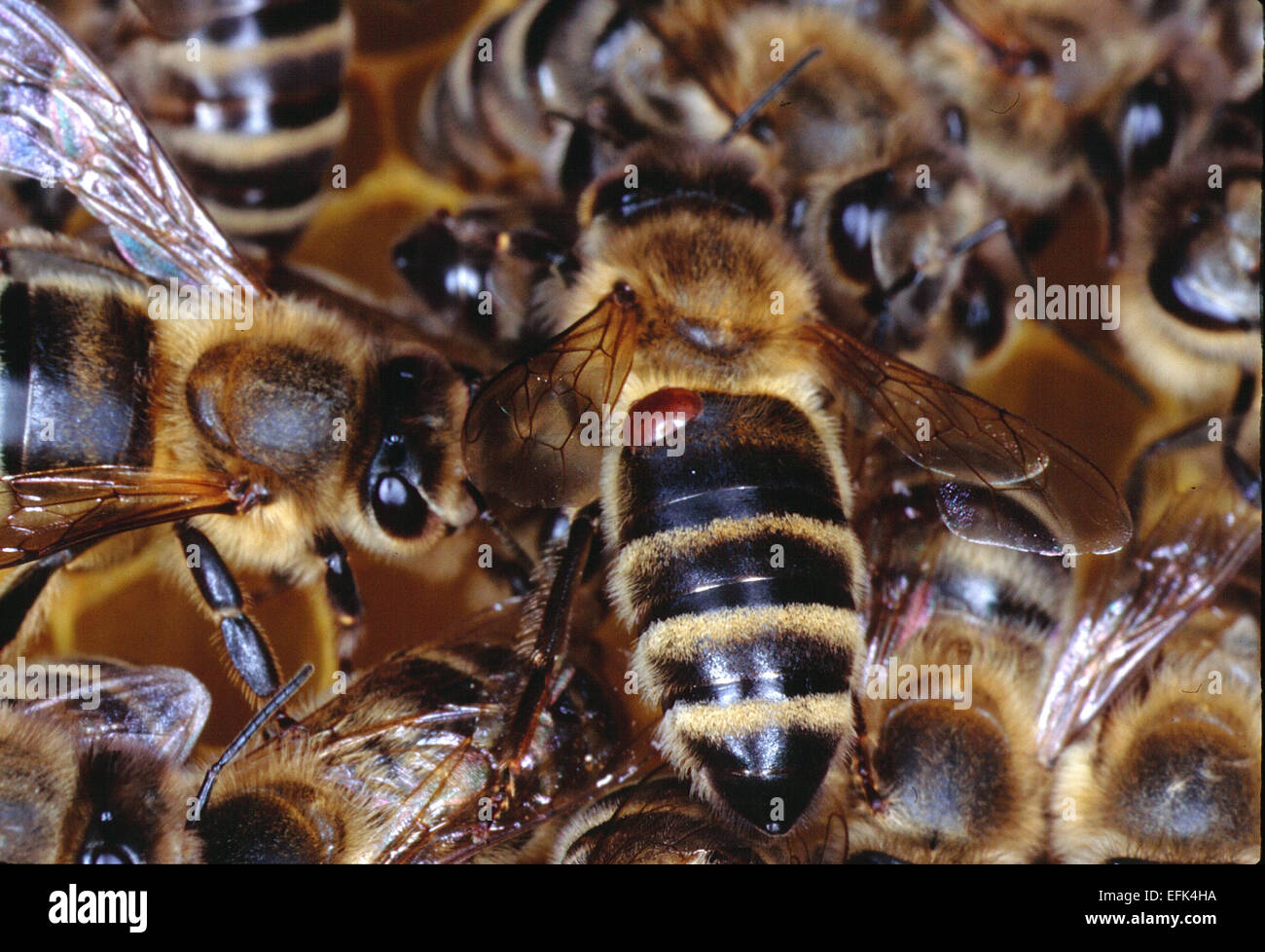 An Varroa mite on a honey be. The varroa mite (Varroa destructor) is a ...