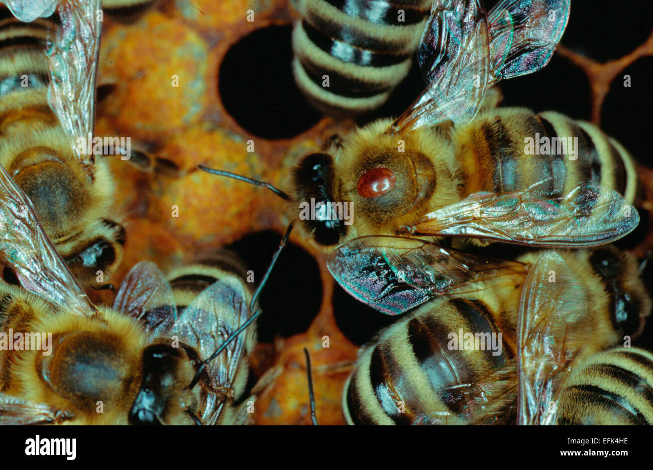 An Varroa mite on a honey bee. The varroa mite (Varroa destructor) is a ...
