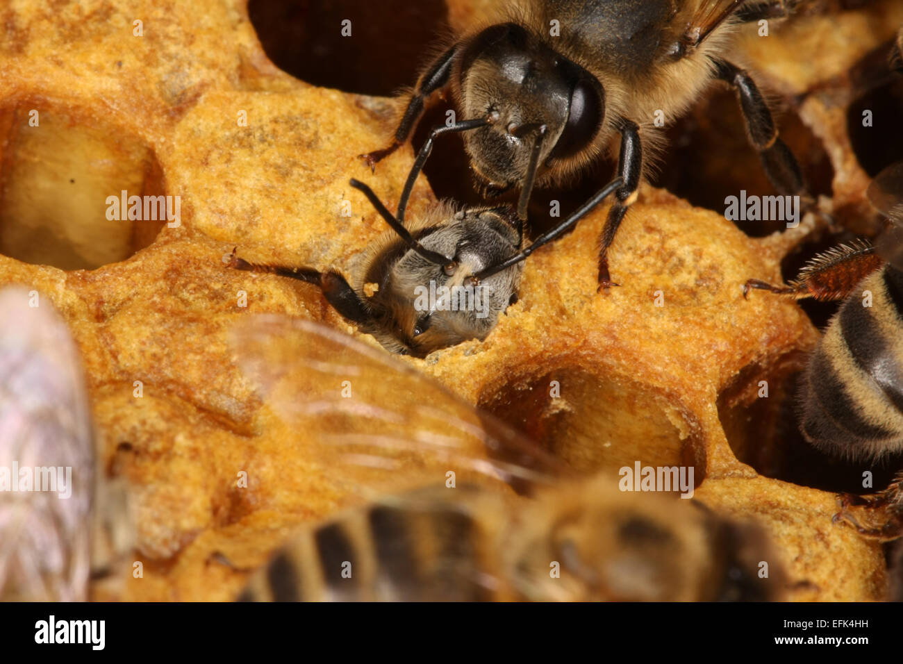 A young honey bee is born. She needs 21 days for their development. Now ...