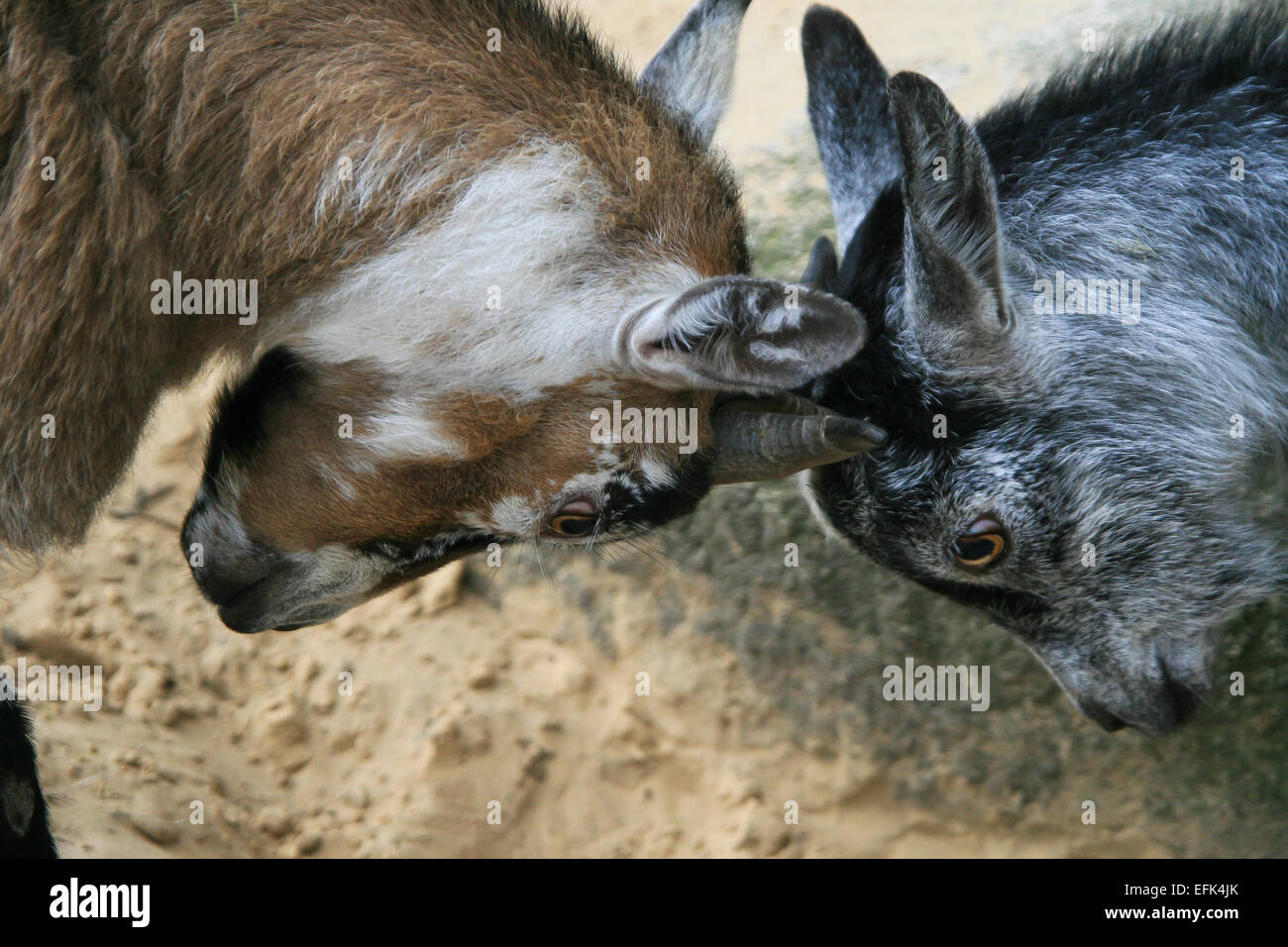 two goats fighting - focus set on the heads; contest; tournament; rival ...